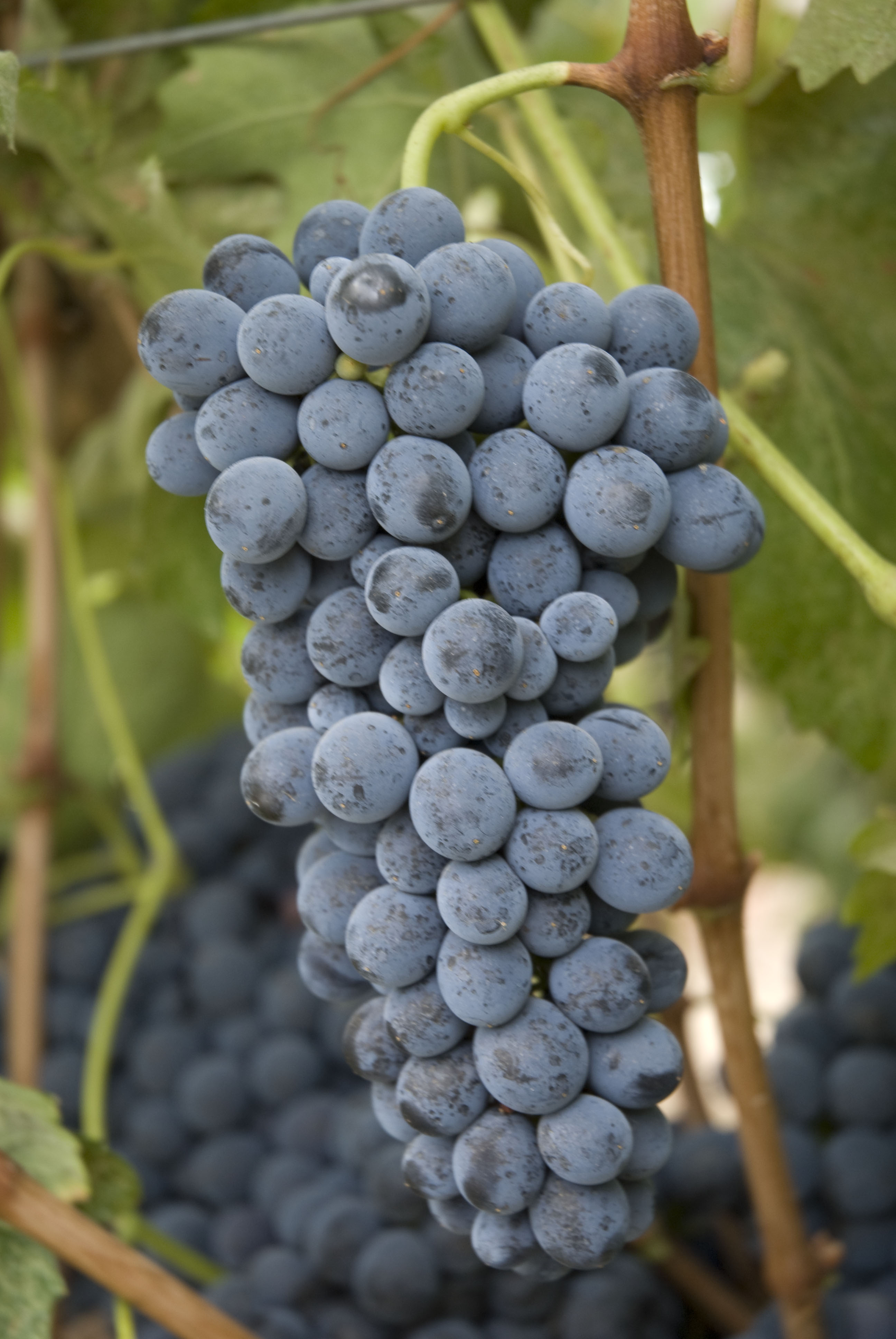 Barbera 05 is clone CVT 171 from Italy