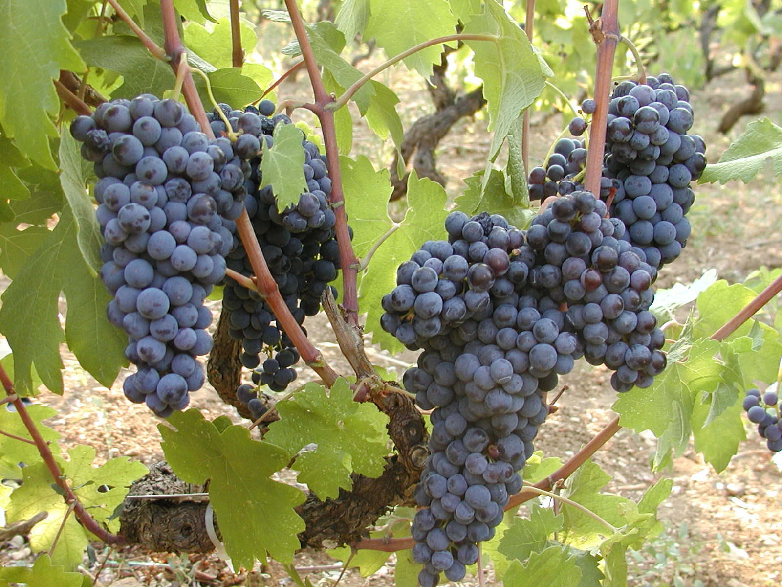 --Photo courtesy of Ivan Pejić