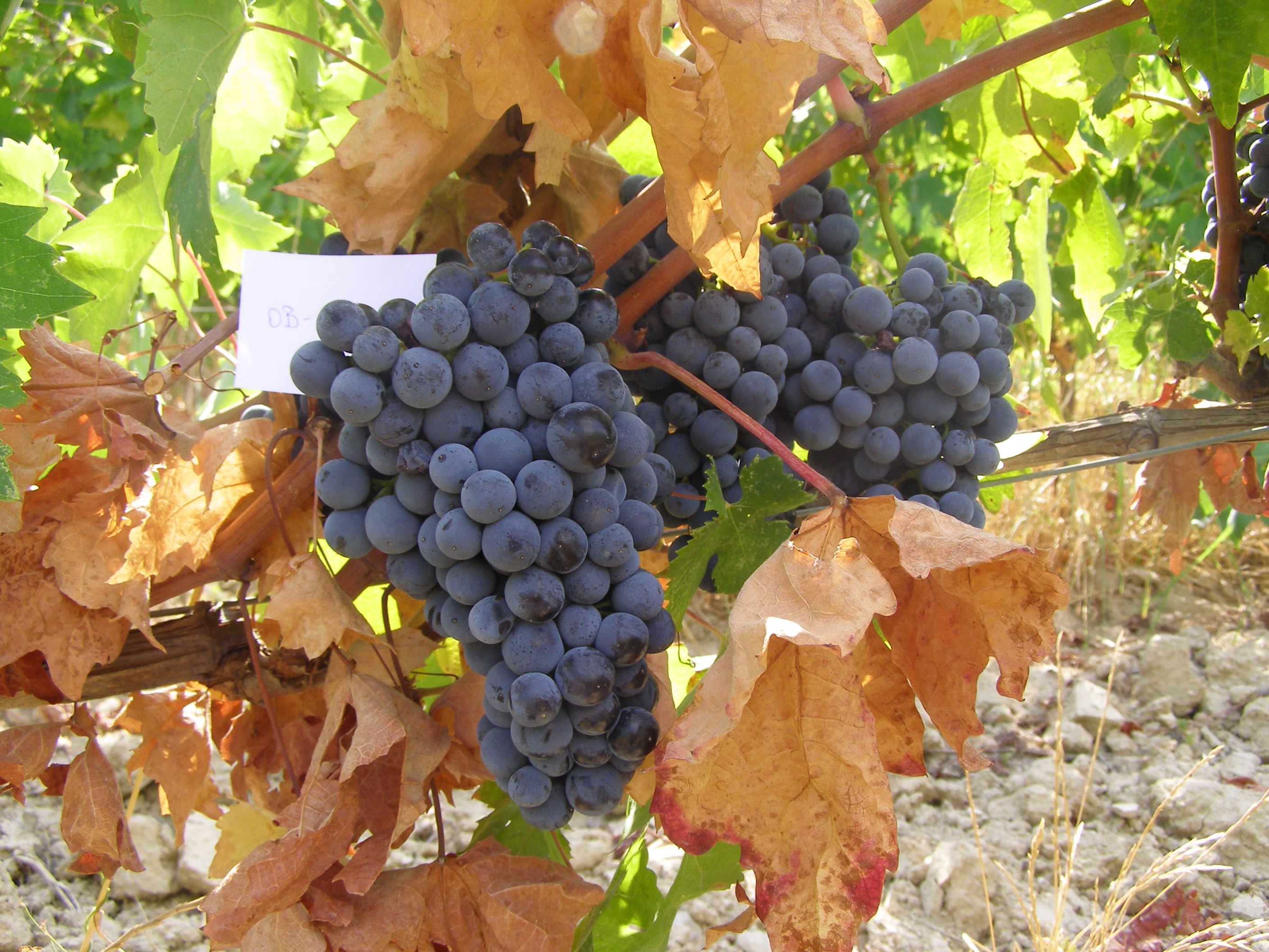 Plavac mali in Croatian vineyard