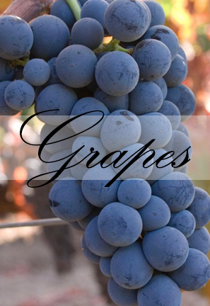 Foundation Plant Services