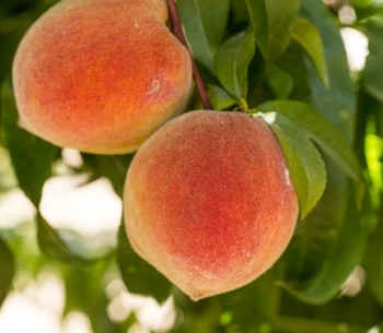 Foundation Plant Services